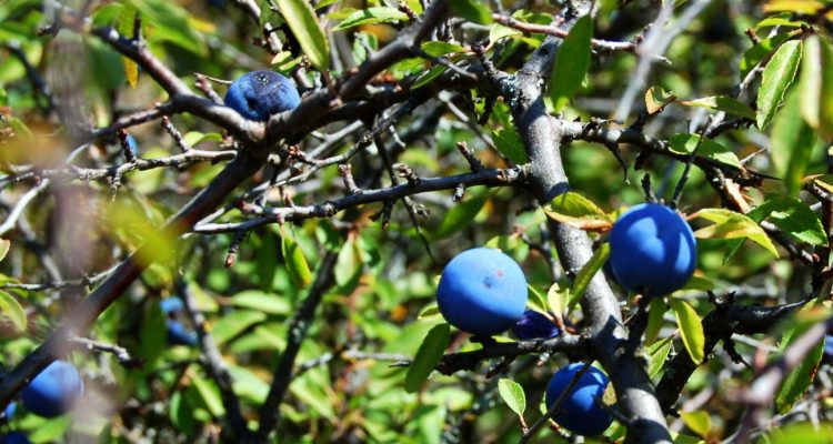 10 astuces pour faire et réussir son Patxaran - Le blog basque